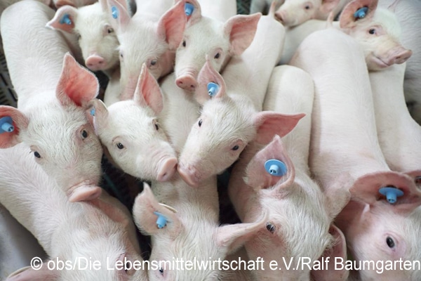 Schwein gehabt: Russische Feuerwehr rettet 150 Ferkel